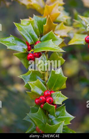 Ilex 'Lydia Morris' Stock Photo - Alamy