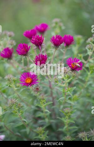 Aster novae-angliae 'Septemberrubin' Stock Photo - Alamy