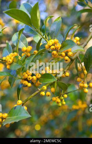Ilex aquifolium 'Pyramidalis Fruchlu Luteo' Stock Photo - Alamy