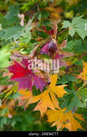 Acer platanoides 'Palmatifidum' Stock Photo - Alamy