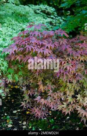 Acer palmatum 'Moonfire' Stock Photo - Alamy