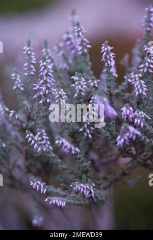 Calluna vulgaris 'Beoley Silver' Stock Photo - Alamy