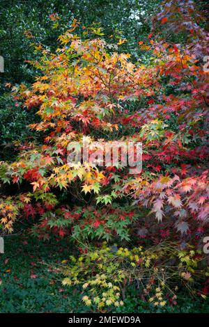 Acer Palmatum Dissectum 'Inaba shidare' in autumn. Japanese maple in ...