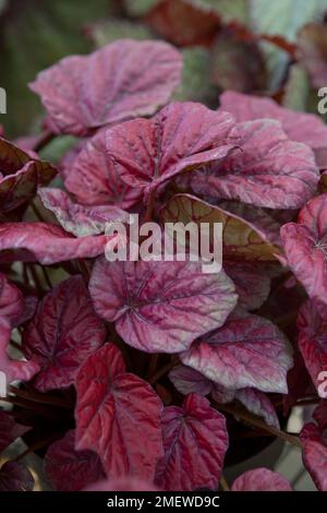 Begonia 'Inca Fire' Stock Photo - Alamy