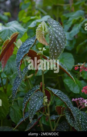 Begonia 'Barbara Parker' Stock Photo - Alamy