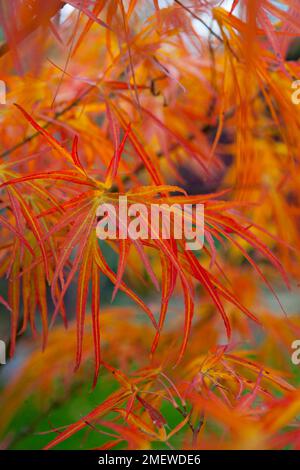Acer davidii 'Serpentine' Stock Photo - Alamy