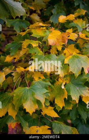 Acer platanoides 'Olmsted' Stock Photo - Alamy