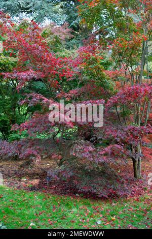 Acer palmatum 'Sherwood Flame' Stock Photo - Alamy