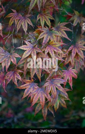 Acer palmatum 'Moonfire' Stock Photo - Alamy