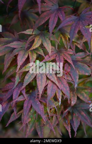 Acer palmatum 'Moonfire' Stock Photo - Alamy