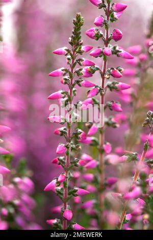 Calluna vulgaris 'Amethyst' Stock Photo - Alamy