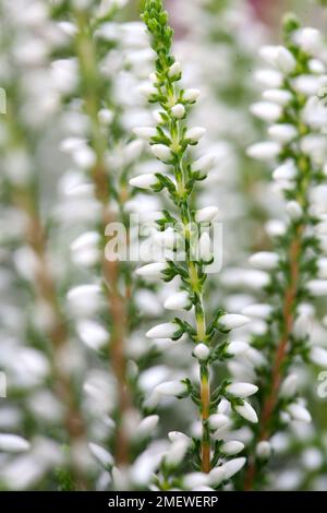 Calluna vulgaris 'Alicia' Stock Photo - Alamy