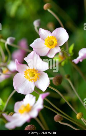 Grape-leaf anemone (Anemone tomentosa Stock Photo - Alamy