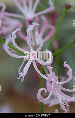 Nerine humilis flower Stock Photo - Alamy