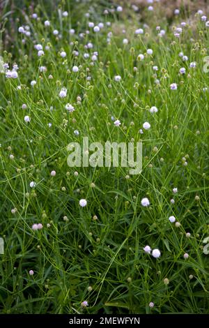 Succisella inflexa 'Frosted Pearls' Stock Photo - Alamy
