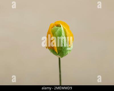 Papercraft. DIY Paper Ranunculus, petals added to polystyrene base ...