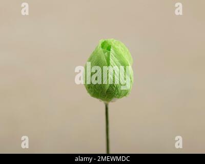 Papercraft. DIY Paper Ranunculus, adding petals Stock Photo - Alamy