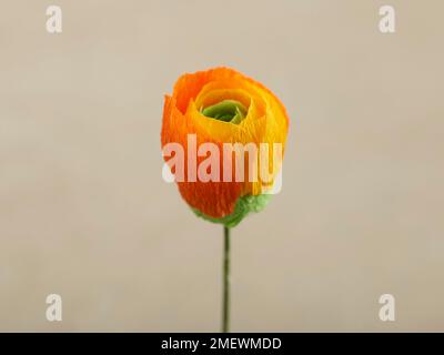 Papercraft. DIY Paper Ranunculus, adding petals Stock Photo - Alamy
