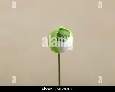Papercraft. DIY Paper Ranunculus polystyrene base Stock Photo - Alamy