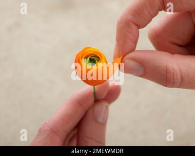 Papercraft. DIY Paper Ranunculus, adding petals Stock Photo - Alamy