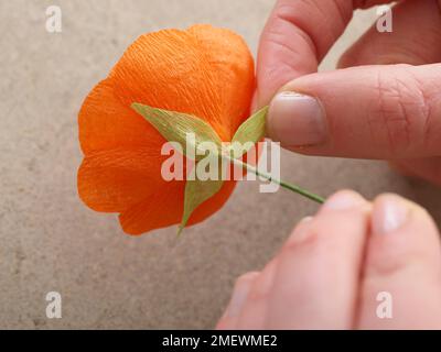 Papercraft. DIY Paper Ranunculus, adding petals Stock Photo - Alamy