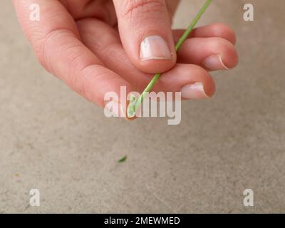 Papercraft. DIY Paper Ranunculus wrapping the stem Stock Photo - Alamy