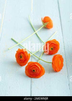 Papercraft. DIY Paper Ranunculus lying on wood background Stock Photo ...