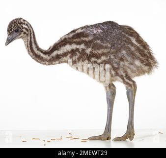 Baby emu, 6 weeks old (baby about one foot high- grow to about 5.5 ft ...