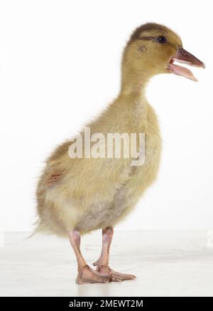 Call Ducklings, 3 weeks old Stock Photo - Alamy