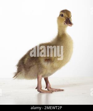 Call Ducklings, 3 weeks old Stock Photo - Alamy
