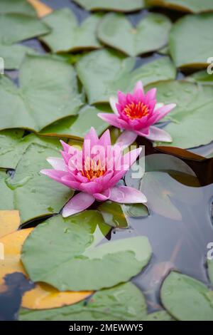Nymphaea 'René Gérard' Stock Photo - Alamy