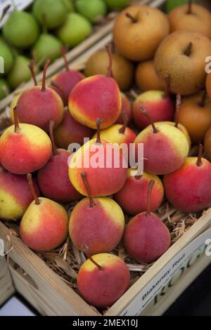 Pear varieties on display at a village fair Stock Photo - Alamy