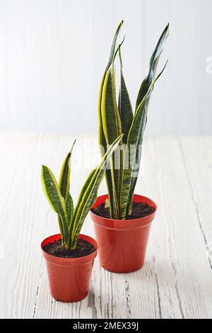 How to divide a plant, two plants Stock Photo - Alamy