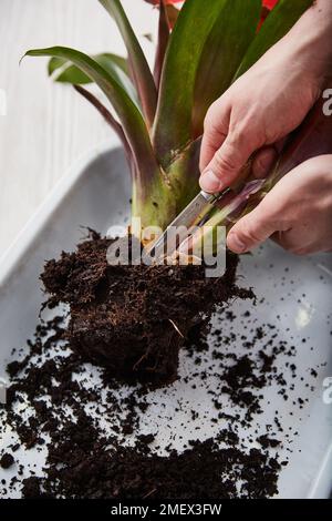 Propagating Bromeliad offsets, planting offset Stock Photo - Alamy