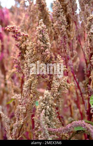 Huauzontle (Aztec Broccoli Stock Photo - Alamy
