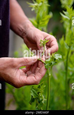Skirret (Sium sisarum), roots Stock Photo - Alamy