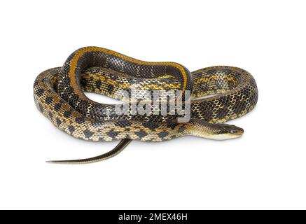 Taiwanese beauty snake Stock Photo - Alamy