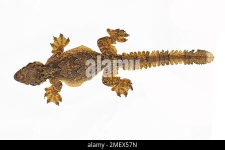 Flying gecko, Ptychozoon kuhli, with autotomized tail Stock Photo - Alamy