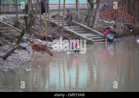 A cow drinks water from a polluted pond on the outskirts of Jammu ...