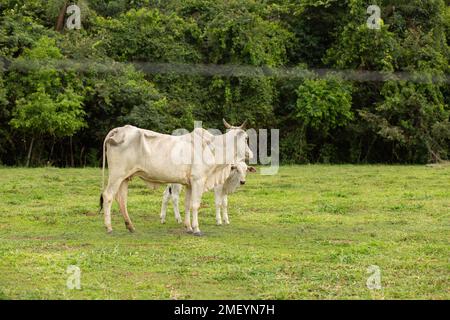 Goiania, Goiás, Brazil – January 23, 2023: A small herd of white cattle ...