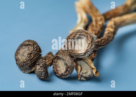 a Bunch of dried Psilocybe cubensis mushrooms against blue background ...
