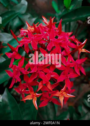 A closeup shot of red Chinese ixora flowers Stock Photo - Alamy