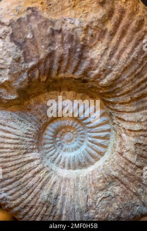 Ammonoids fossils background, group marine mollusc animals ammonites ...