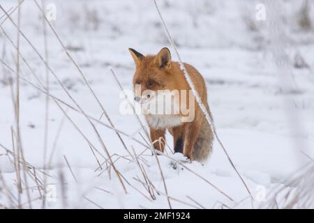 Red fox roaming in Helsinki, Finland Stock Photo - Alamy
