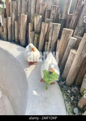 A vertical shot of a white American Pekin duck sleeping in a pond Stock ...