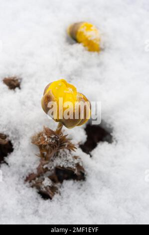 Amur adonis, known locally as fukujuso, blooming yellow in very early ...