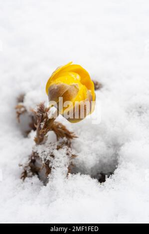 Amur adonis, known locally as fukujuso, blooming yellow in very early ...
