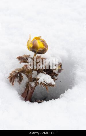 Amur adonis, known locally as fukujuso, blooming yellow in very early ...