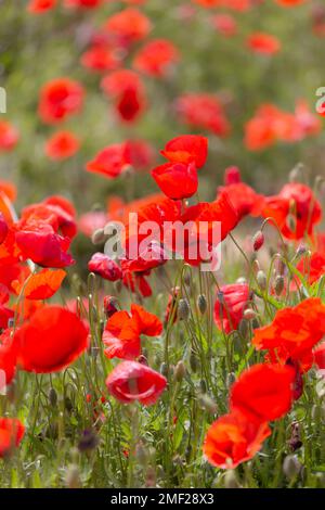 spring in Tuscany, landscape with poppies Stock Photo - Alamy