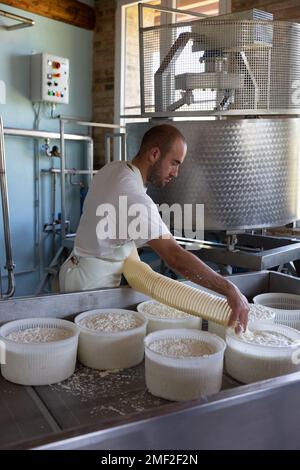 Man making cheese at Fior di Montalcino cheese farm in Tuscany, Italy ...